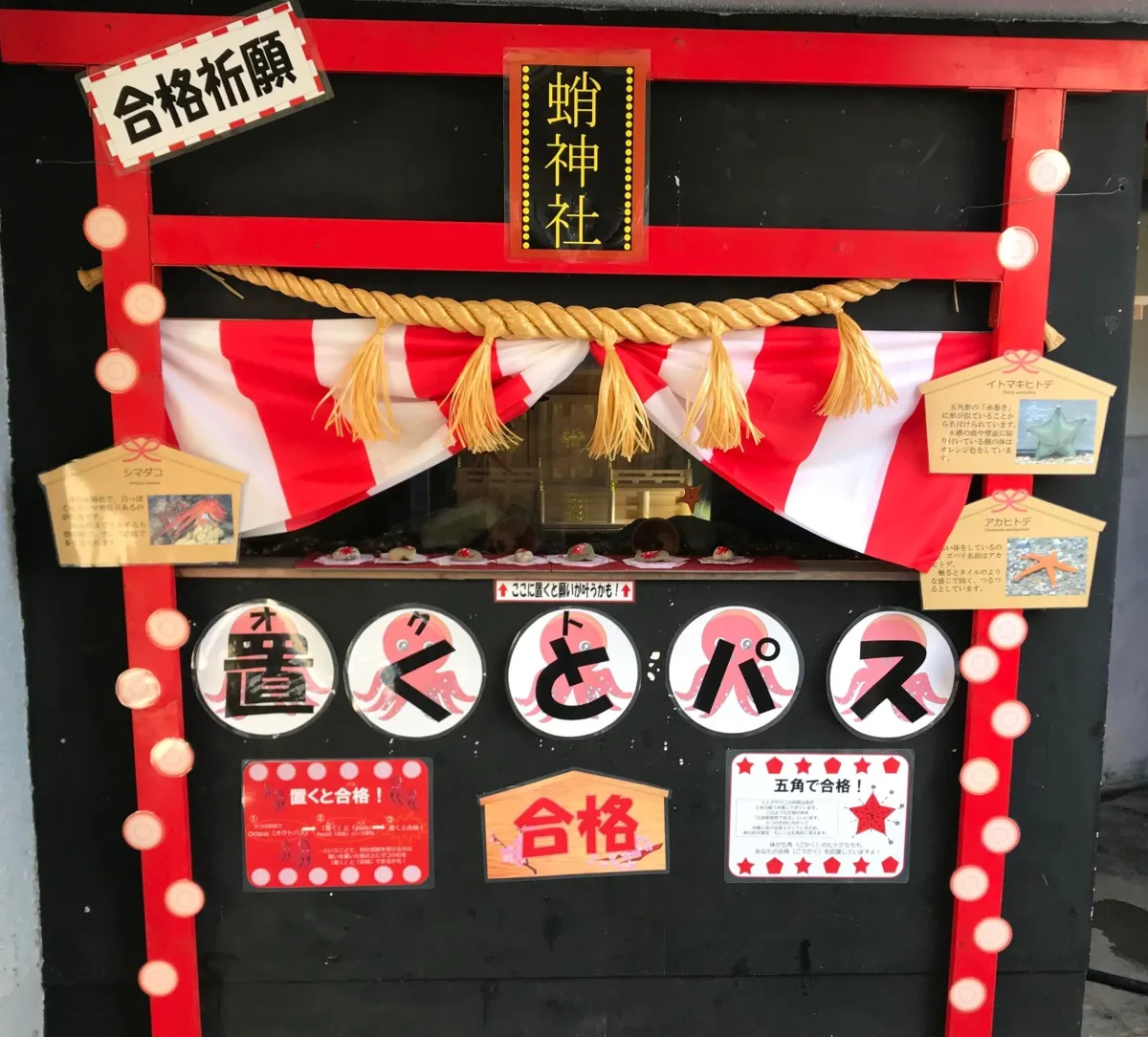 受験生を応援する「下田海中水族館」の合格祈願水槽が登場！ - サードニュース